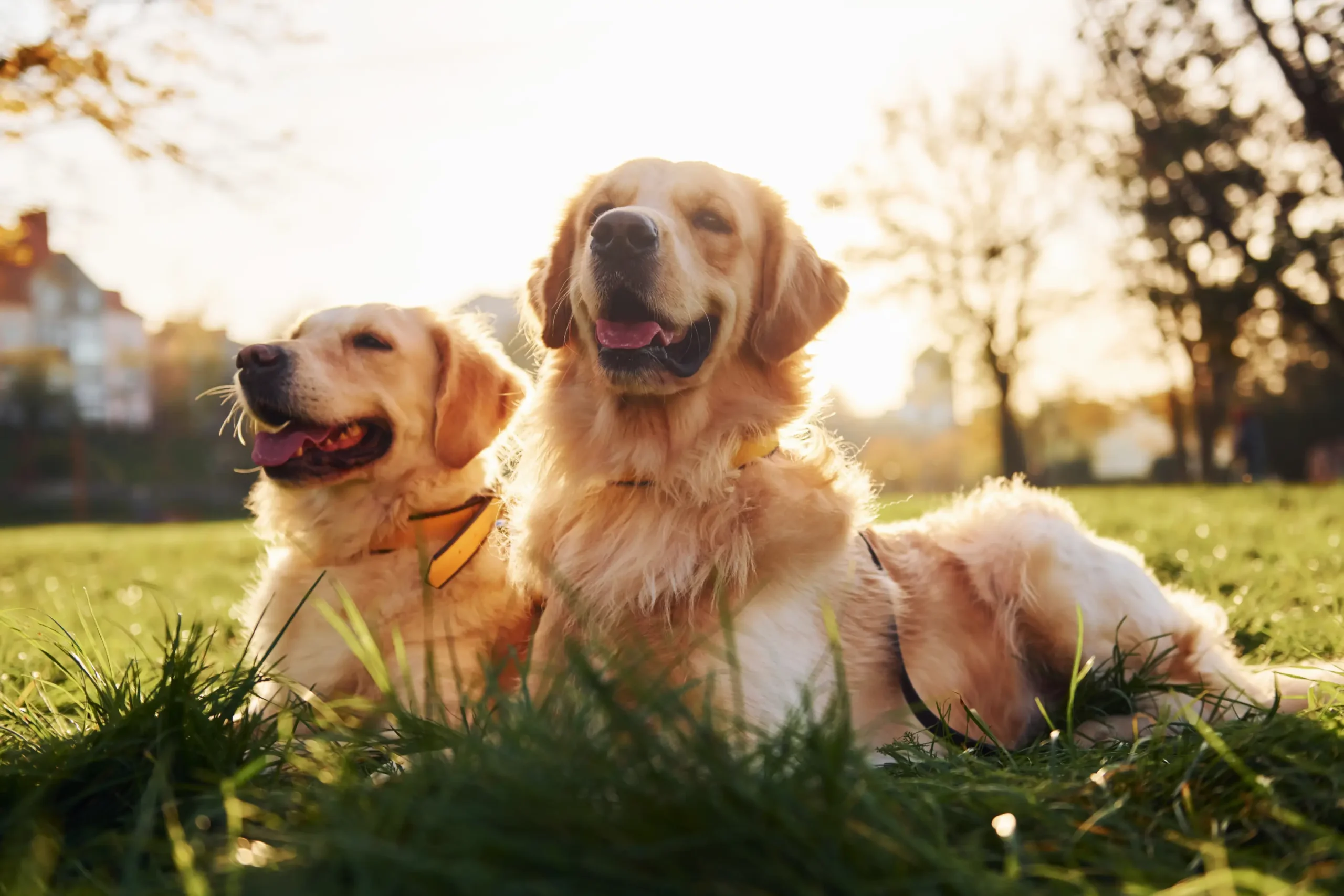 The history of how the golden retrievers came to be the loving pets!