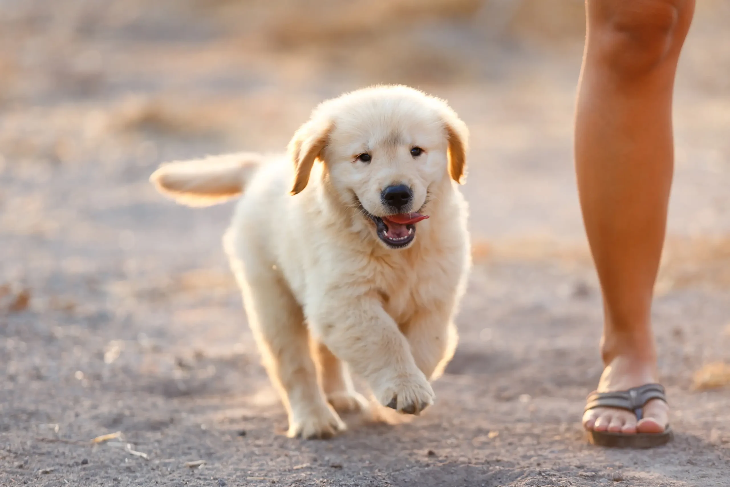 Train your puppy how to walk off leash to ensure your puppies safety
