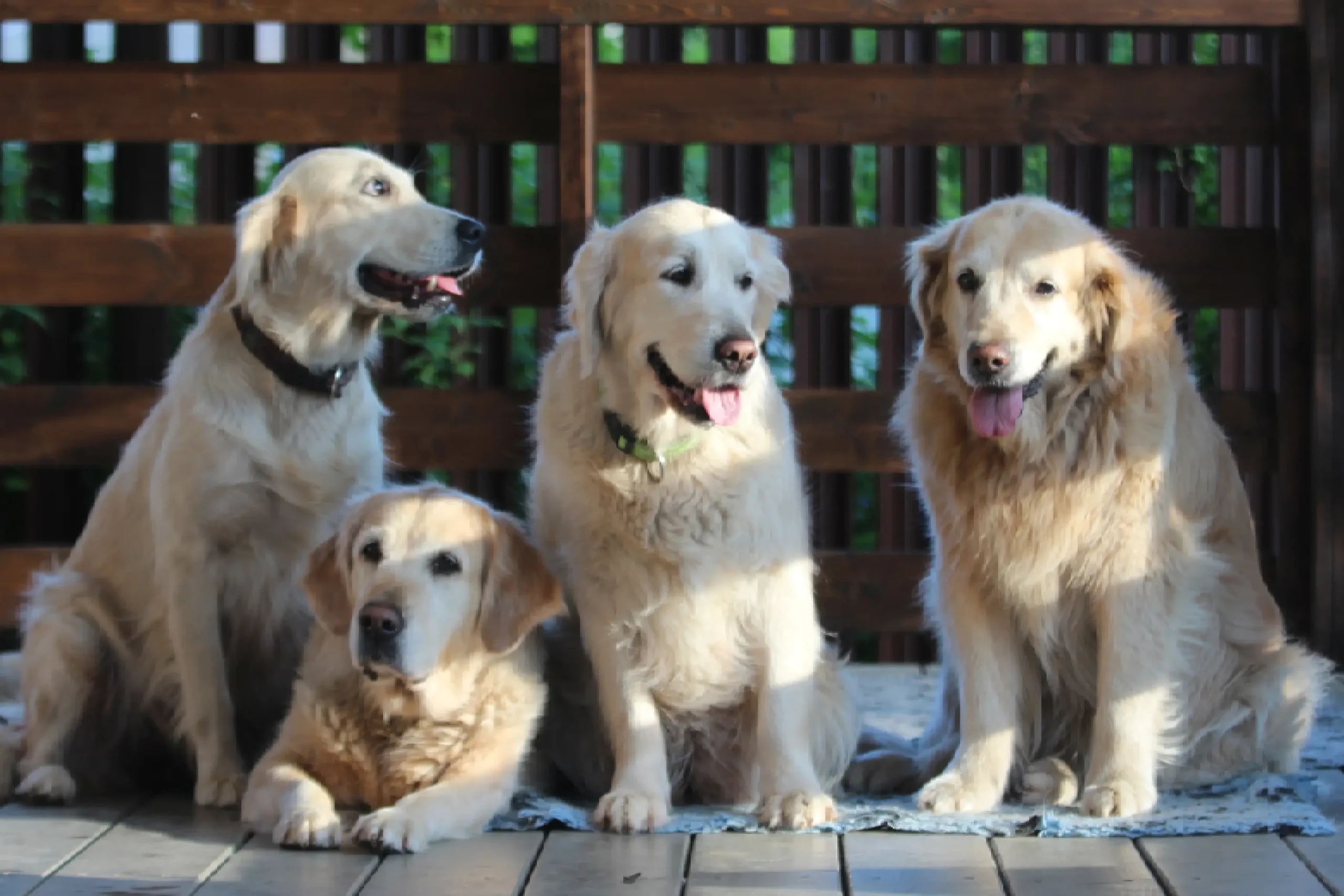 Golden Retrievers have the best personalities, get one today!