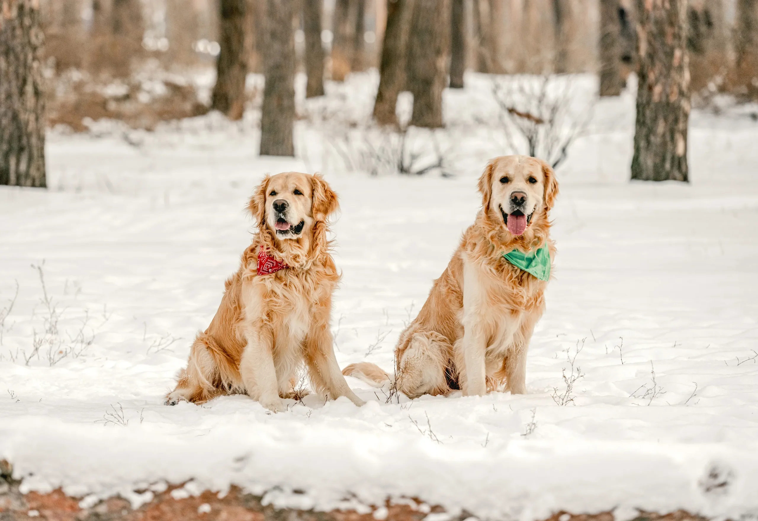 Golden Retrievers: The Right Family Dog You've Been Looking For