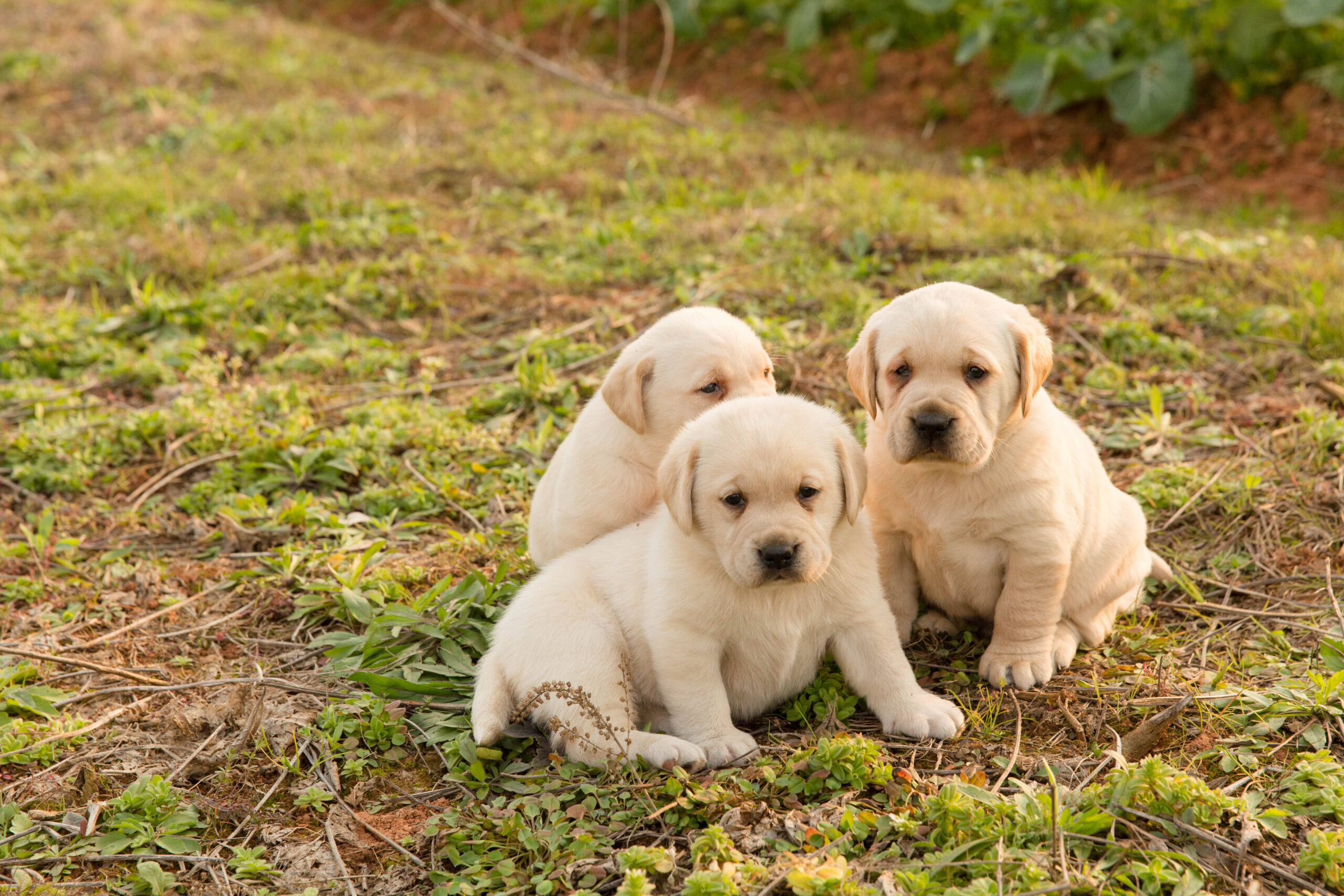 Mountain-Ready Golden Retrievers: Prep CO Home for New Puppy
