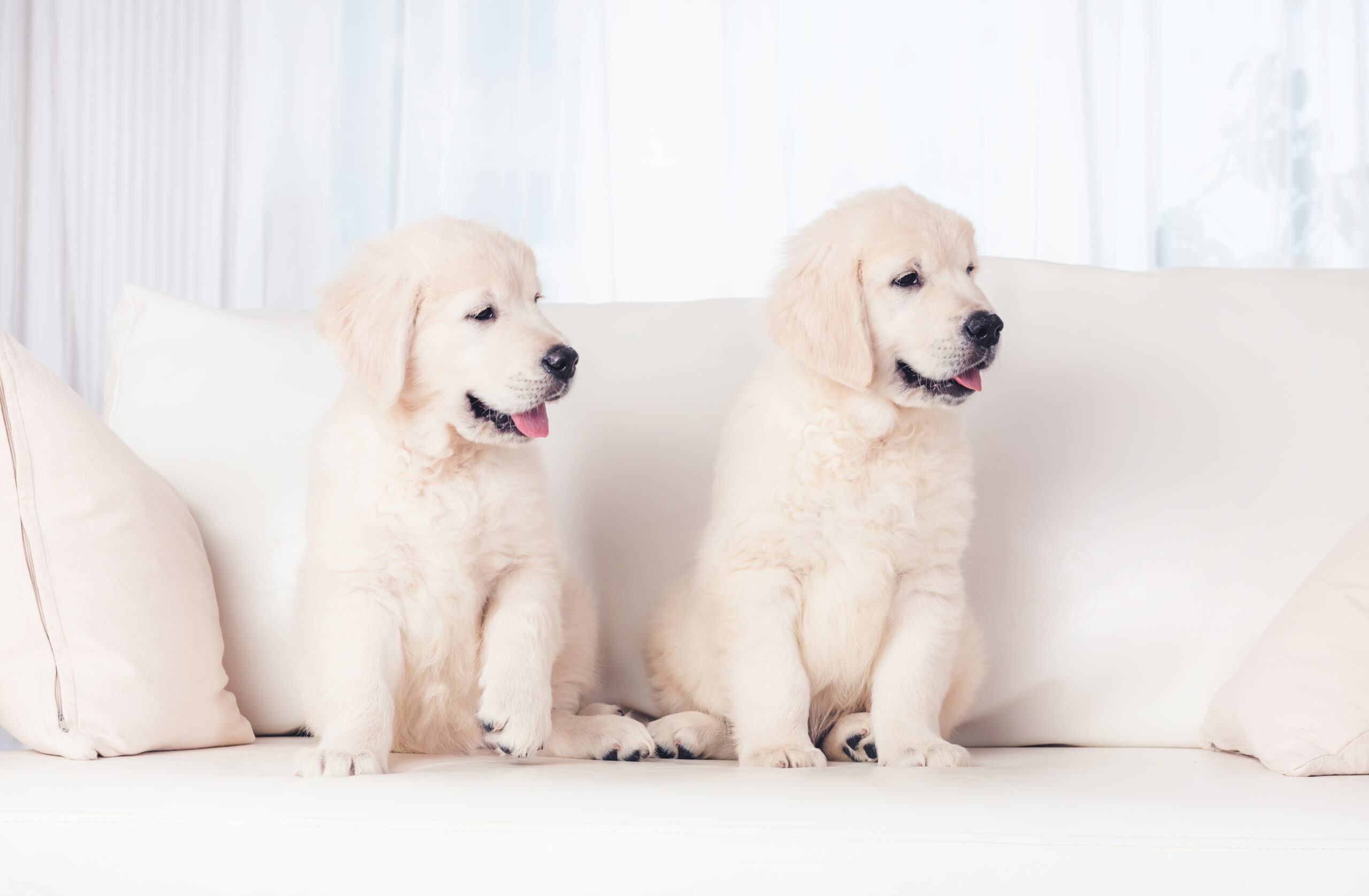 Golden Retriever Puppy Development Key Socialization Milestones