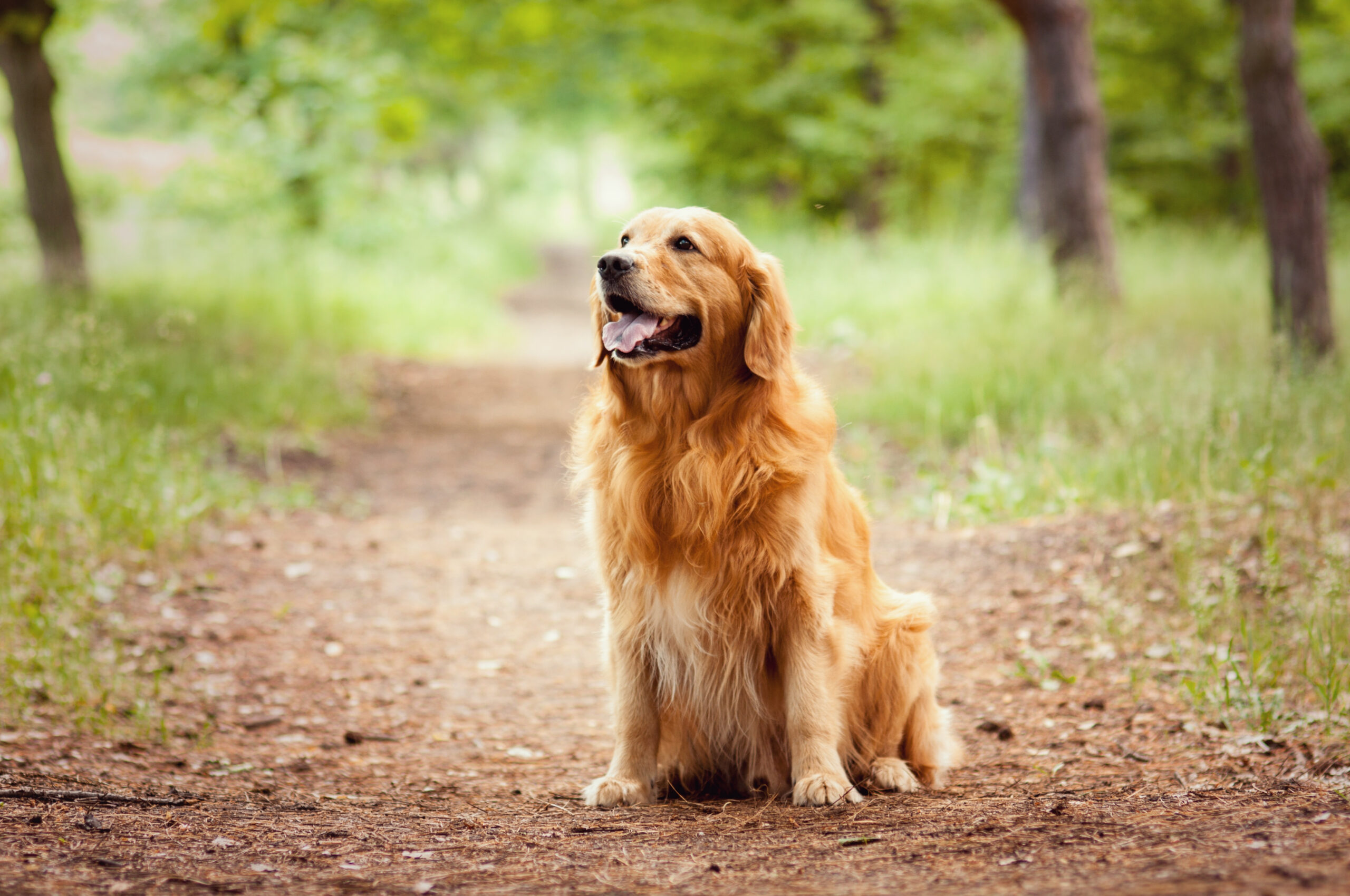 Mile-High Goldens: Colorado-Bred Retrievers as Perfect Pets